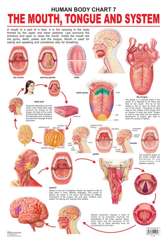 Buy Charts Mouth Tongue & Speech Human Body Chart 7: Dreamland book ...
